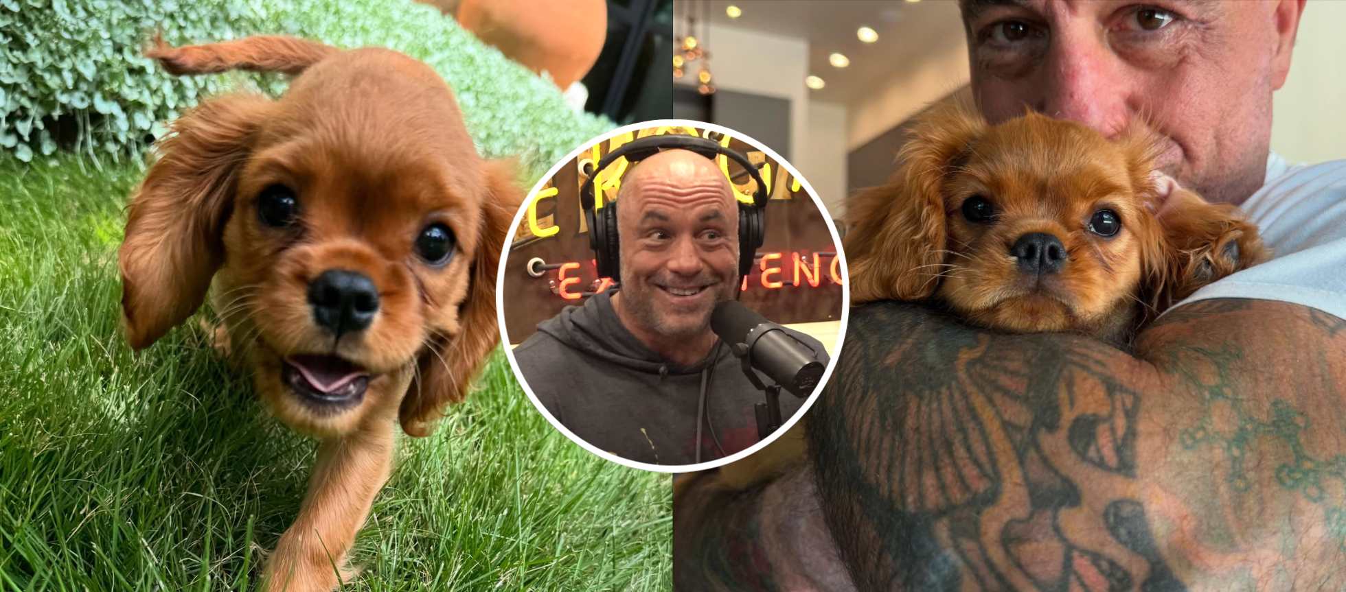 Joe Rogan got a new Dog, a cavalier charles spaniel named Charlie